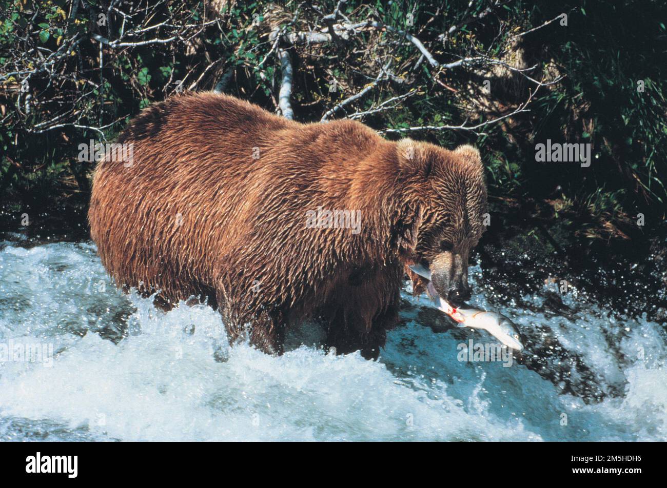 Alaska's Marine Highway - Brown Bear in McNeil River. Quick reflexes ...