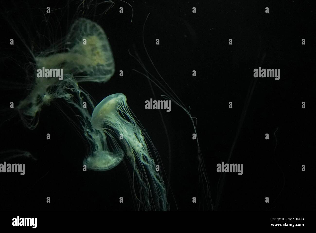 Dissection Of Jellyfish Parts Labeled