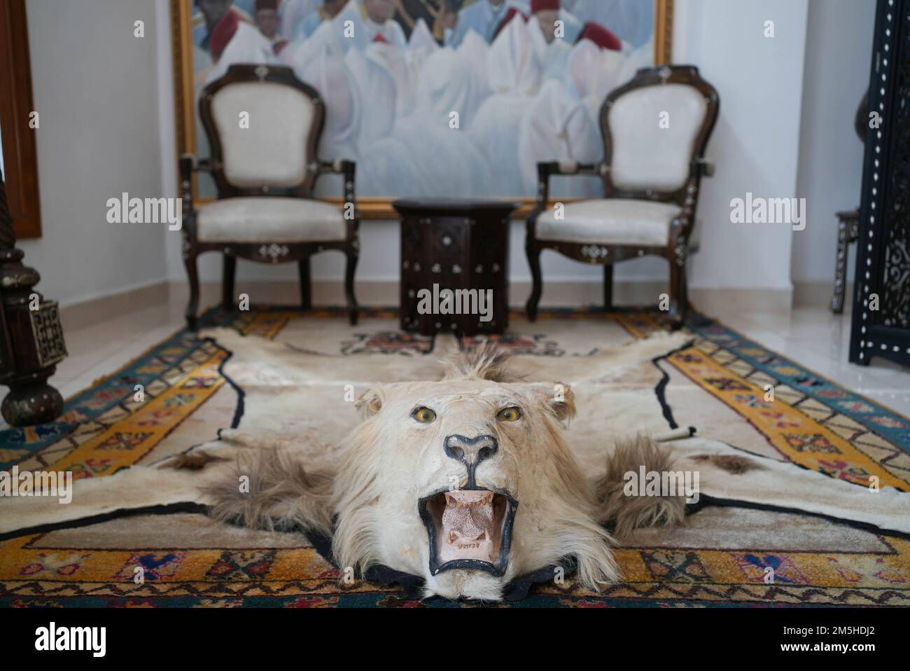 Lion carpet trophy with two chairs behind Stock Photo - Alamy