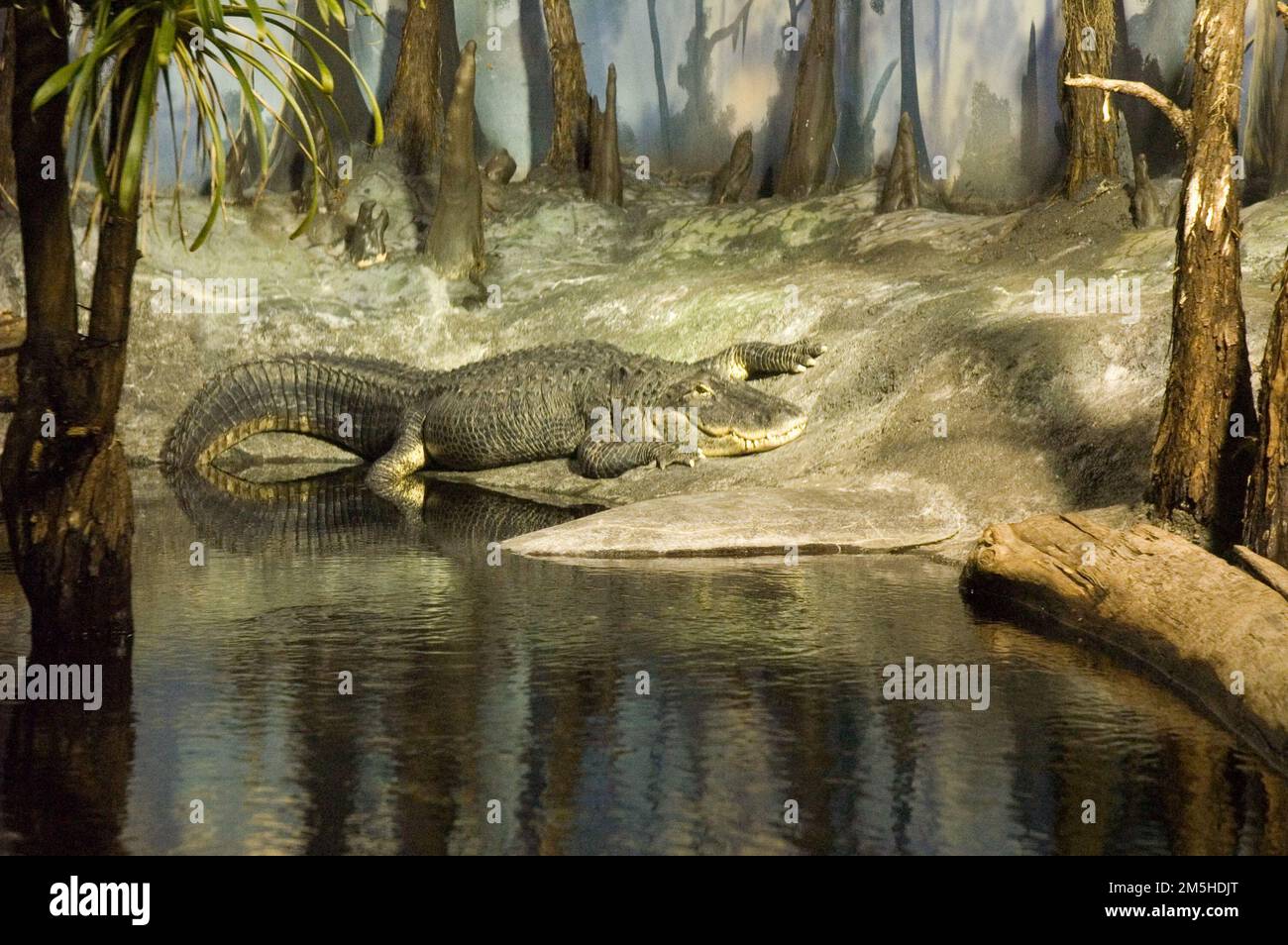 Great River Road - Alligator at Mississippi Museum. An alligator comes ...