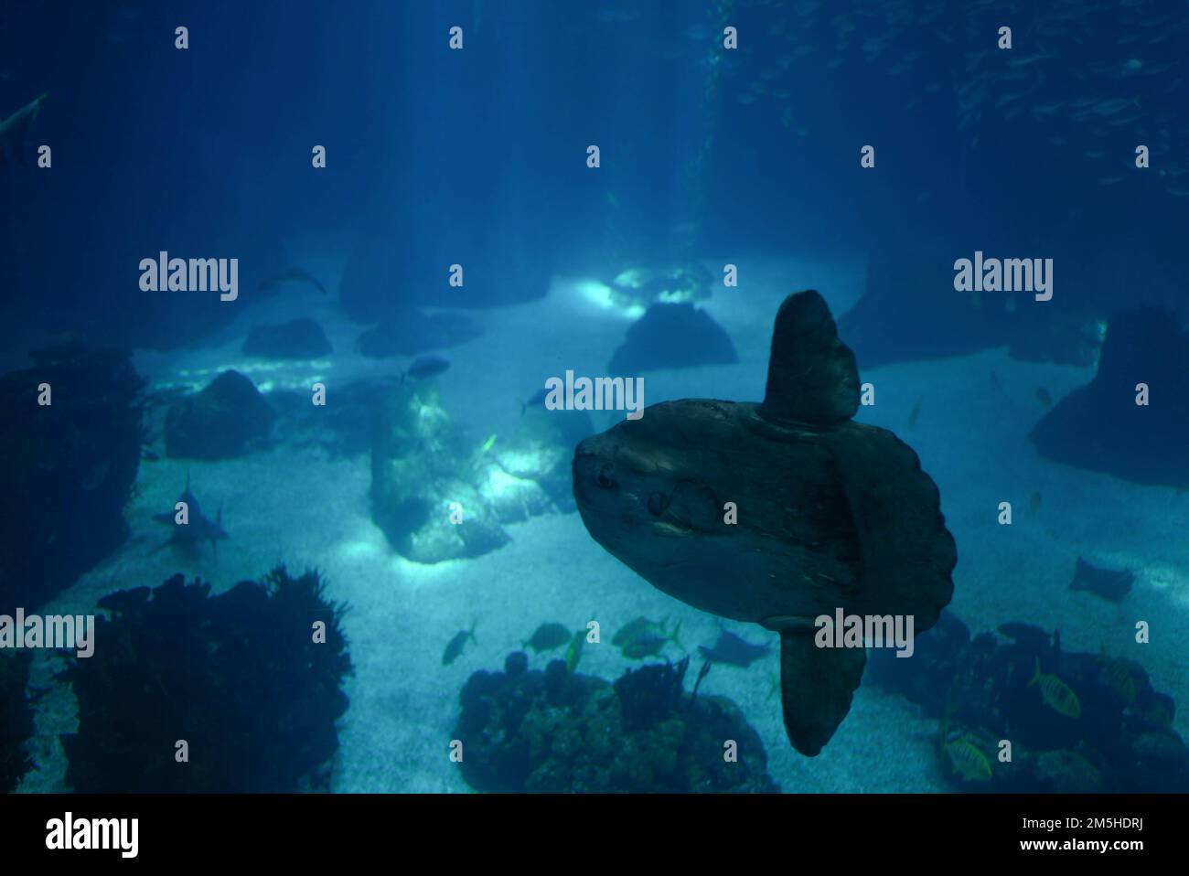 Big fish swimming in an aquarium Stock Photo - Alamy