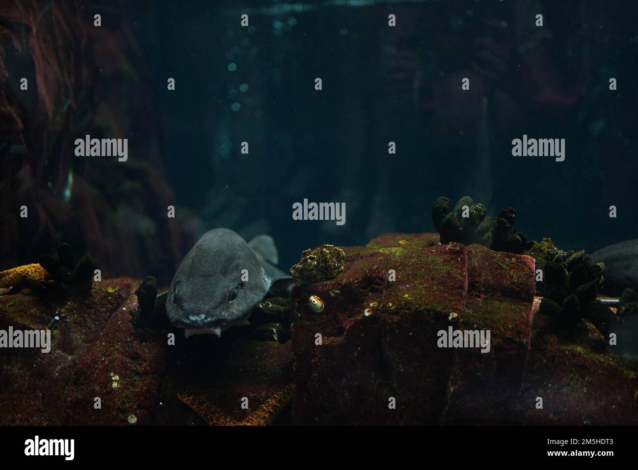 Fish at the bottom of an aquarium Stock Photo - Alamy