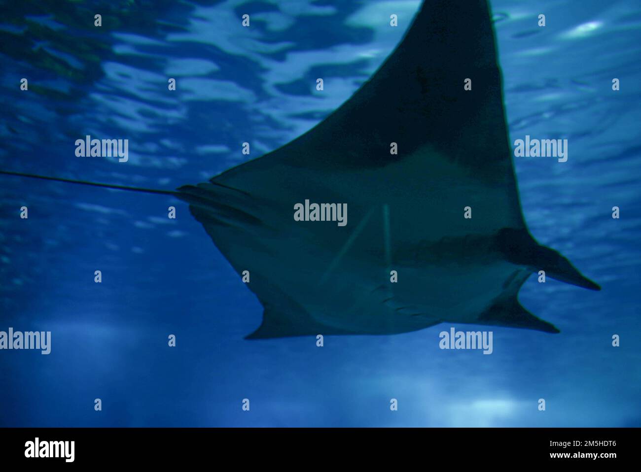 A huge ray underwater from underneath Stock Photo - Alamy