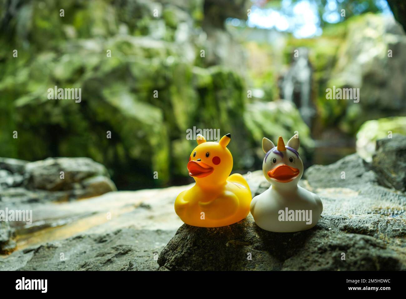 Duck in front of waterfall hi-res stock photography and images - Alamy