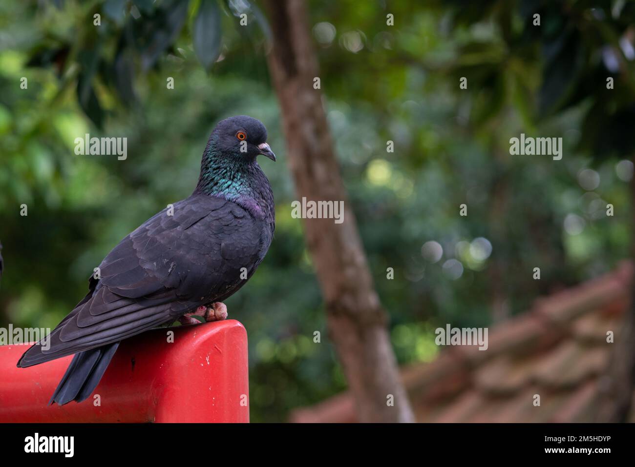 A closeup of the black pigeon (Columbidae) perched on a red surface in ...