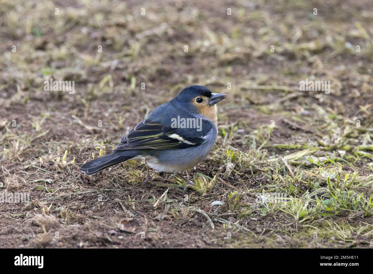 Canary Islands Chaffinch (Fringilla canariensis) - male bird. Erjos ...