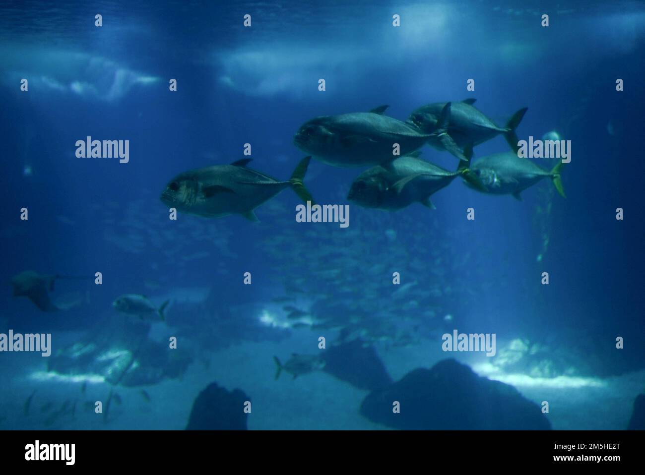 Schools of fish swimming in an aquarium Stock Photo - Alamy