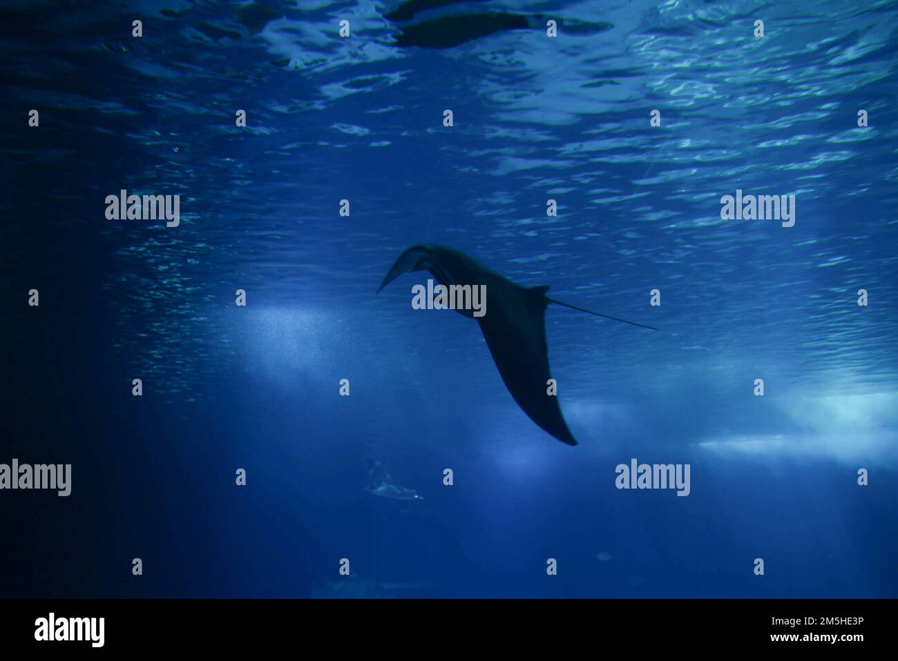 Ocean ray swimming as if flying underneath the surface Stock Photo - Alamy
