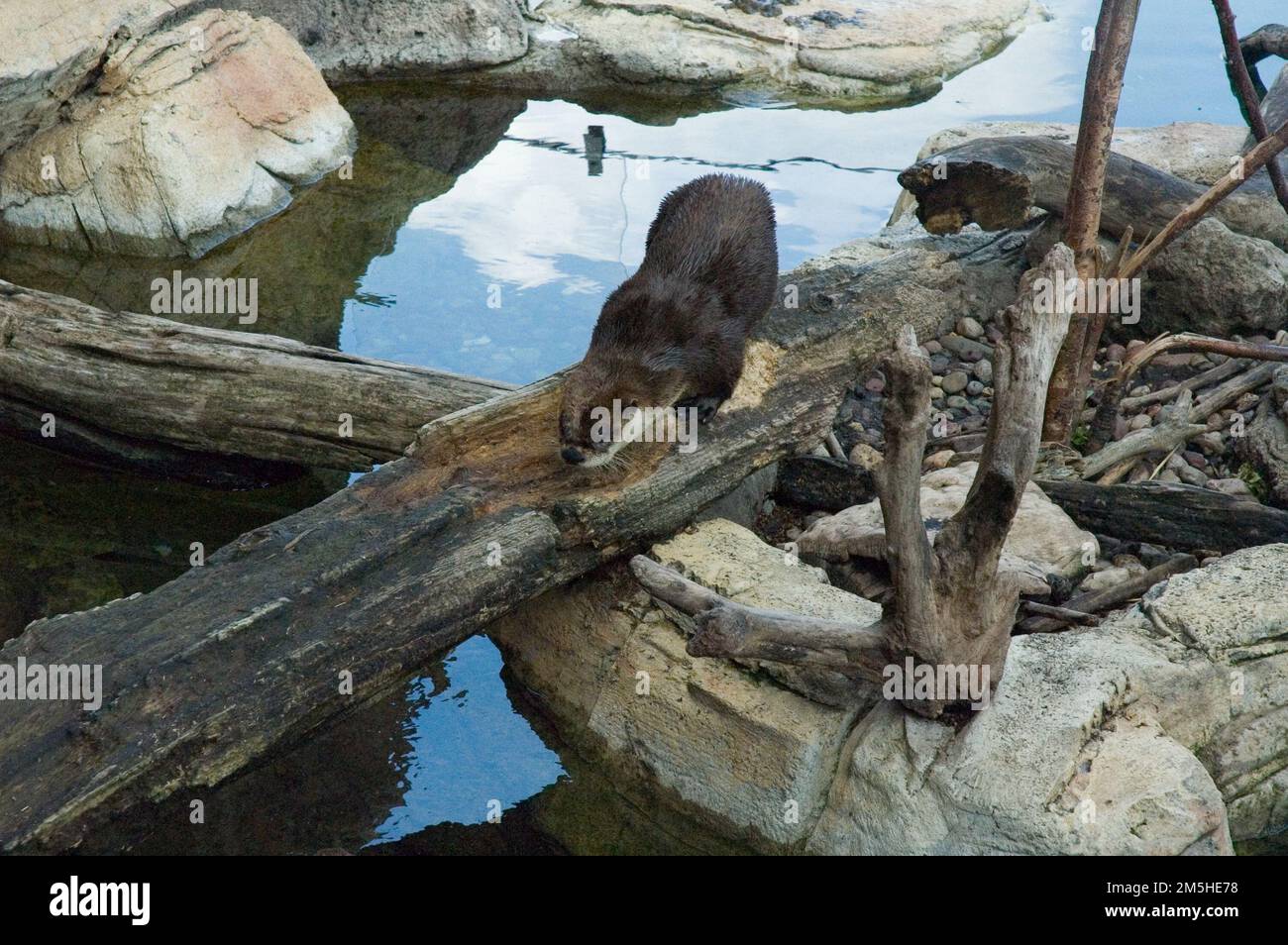 Great River Road - Beaver at the Mississippi Museum. A local beaver ...