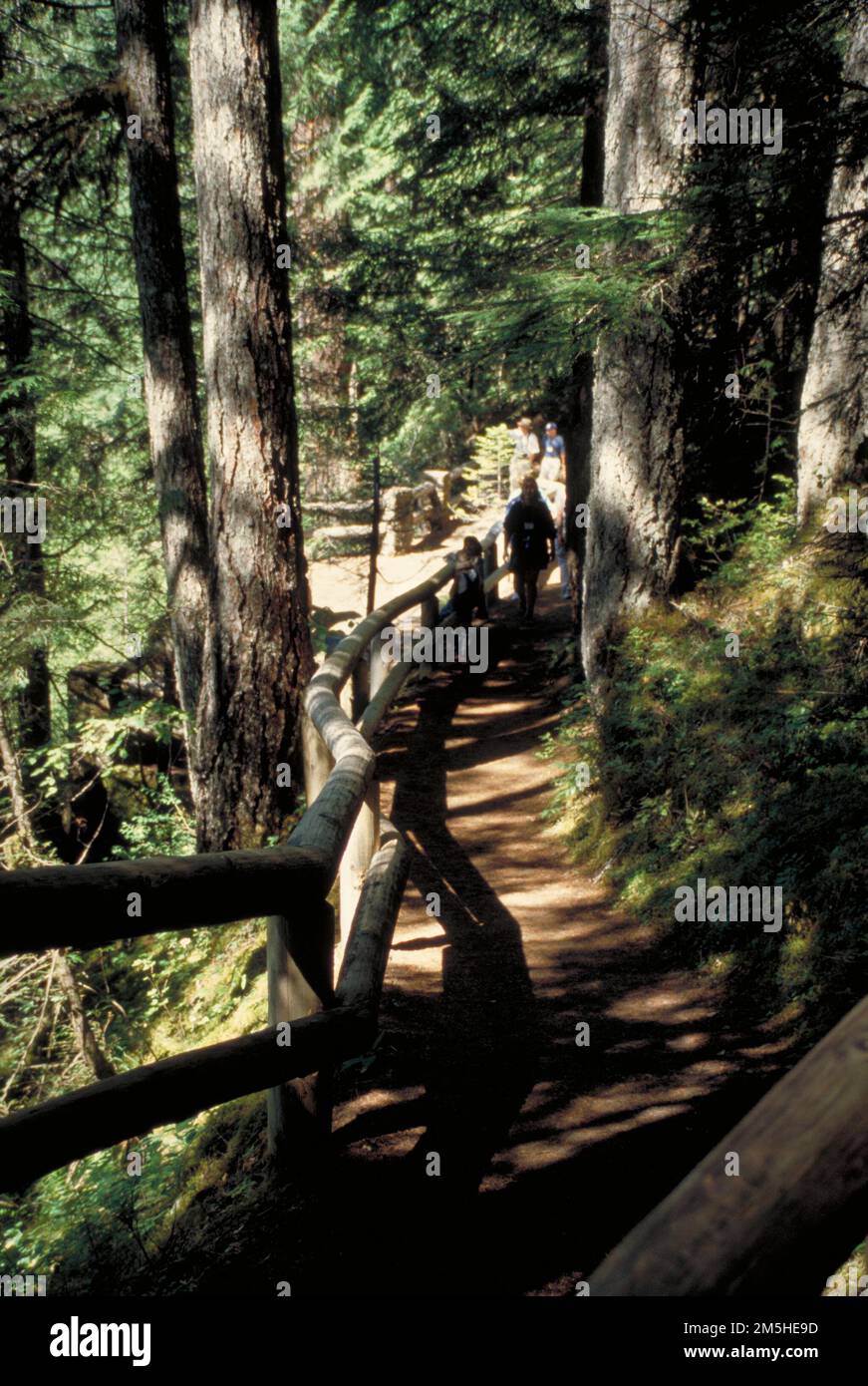 McKenzie Pass-Santiam Pass Scenic Byway - Pathway in the Forest on the ...