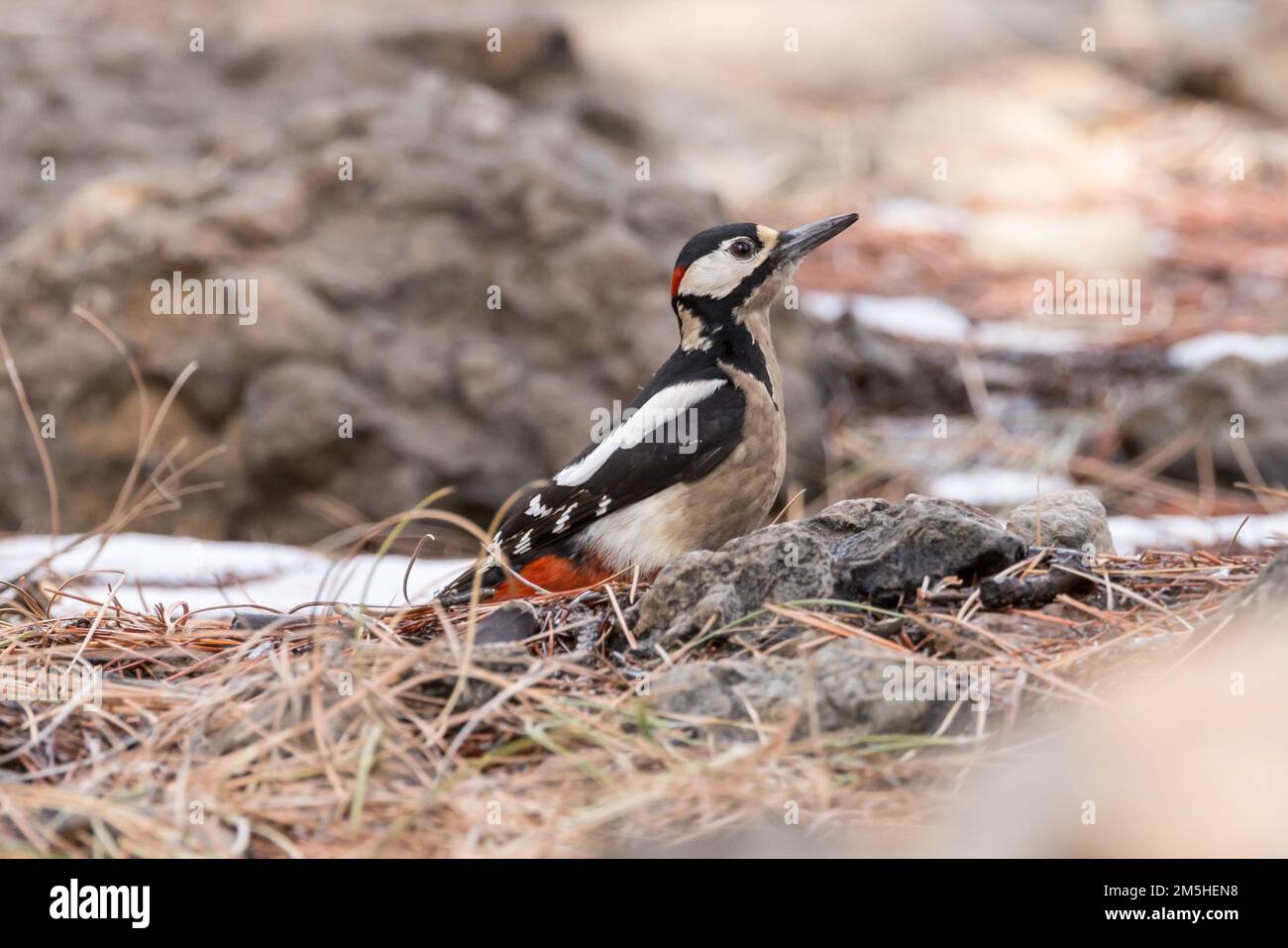 Great Spotted Woodpecker (male bird) of the endemic Canaries subspecies ...