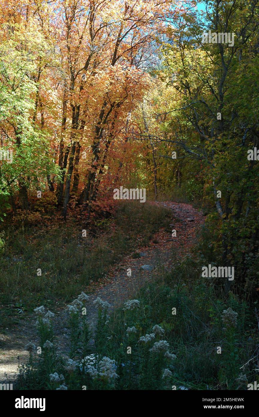 Logan Canyon Scenic Byway - Crimson Trail in Shadows on Logan Canyon ...