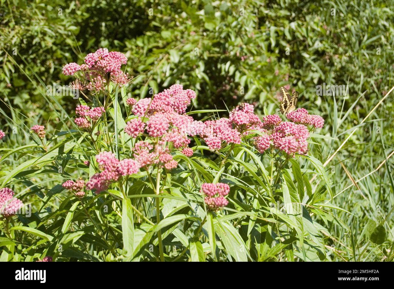Historic Bluff Country Scenic Byway - Zebra Swallowtail on Pink Bush. A ...