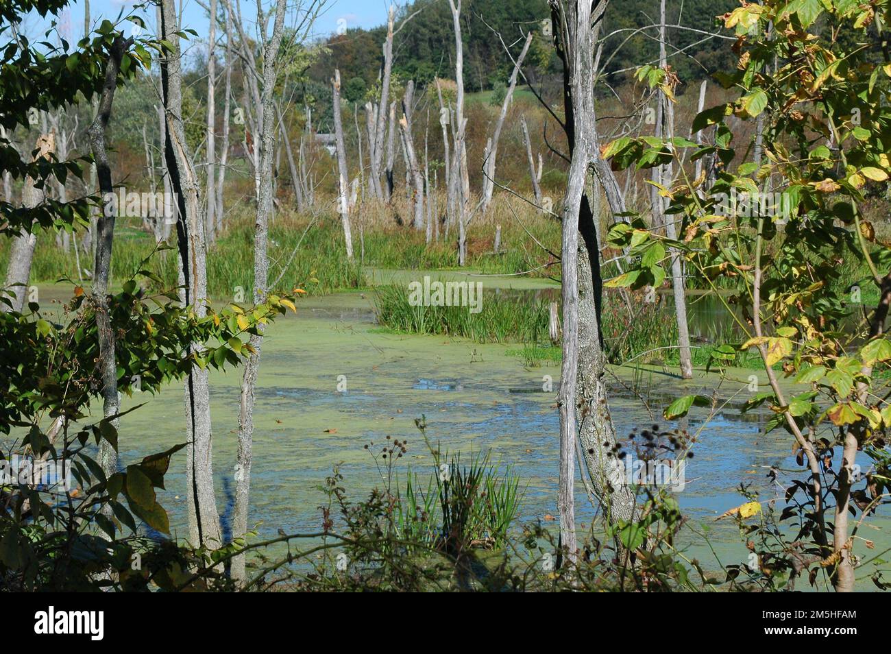 Amish Country Byway - Dead Tree Spars in Holmes County Trail Wetland ...