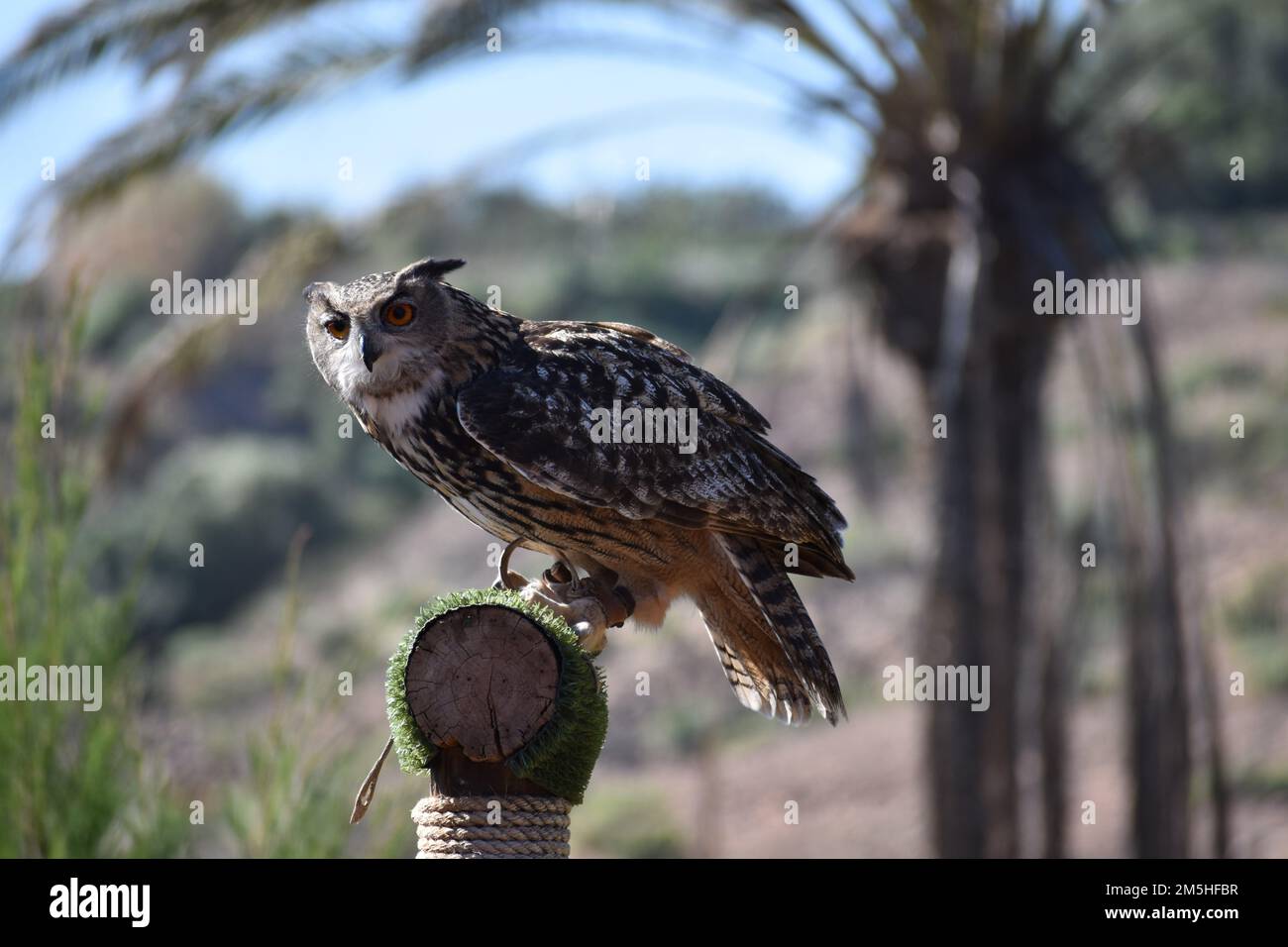 A Eurasian eagle-owl (Bubo bubo) resting on a sunny day with palm trees ...