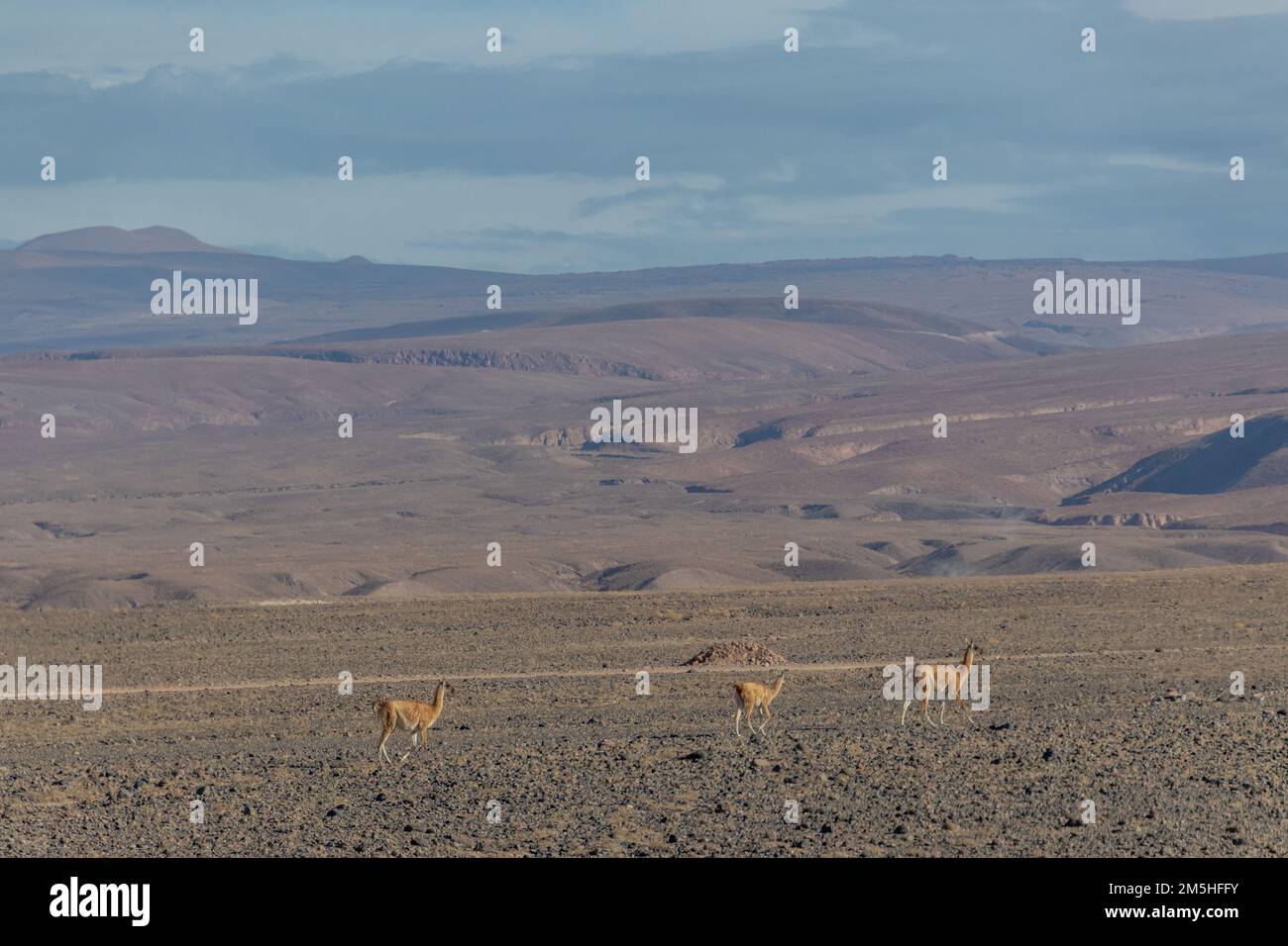Wild vicugnas, guanacos in a remote area of Atacama, the driest desert ...