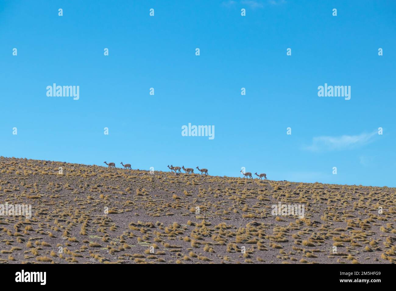Wild vicugnas, guanacos in a remote area of Atacama, the driest desert ...