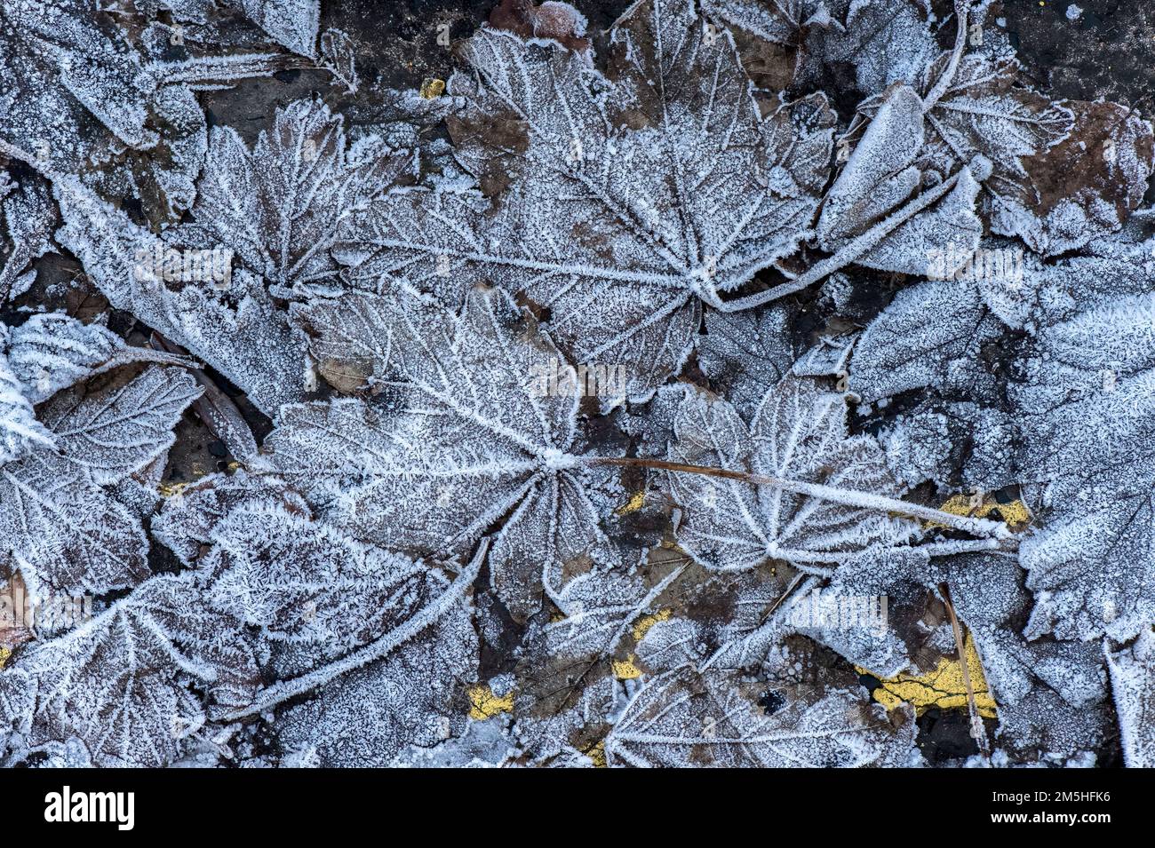 Frozen leaves in winter Stock Photo - Alamy