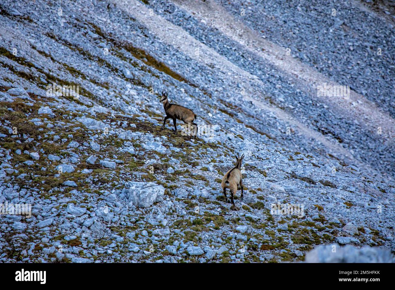 Chamois in Julian alps, Slovenia Stock Photo - Alamy
