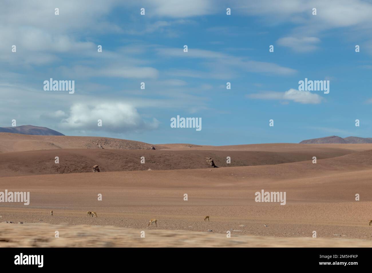 Wild vicugnas, guanacos and in a remote area of Atacama, the driest ...