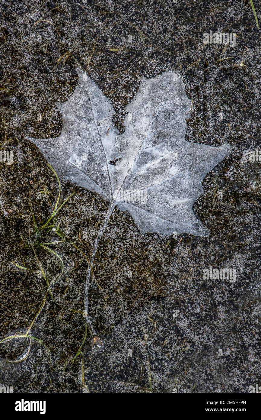Leaf frozen in ice Stock Photo - Alamy