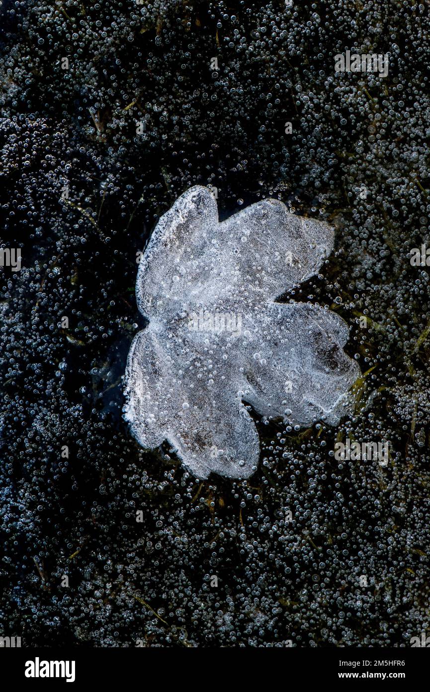 Leaf frozen in ice Stock Photo - Alamy
