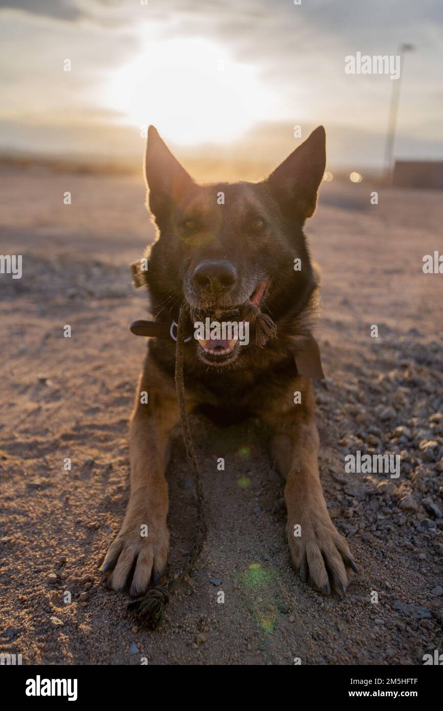 Narcotics and explosives detection hi-res stock photography and images ...