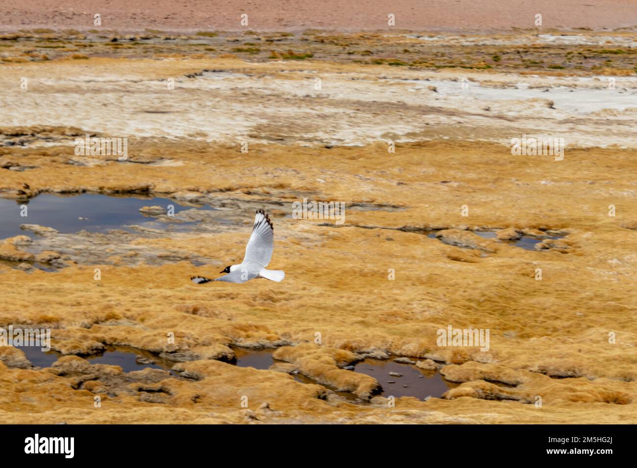 Chroicocephalus serranus flying over Atacama, the most extreme desert ...