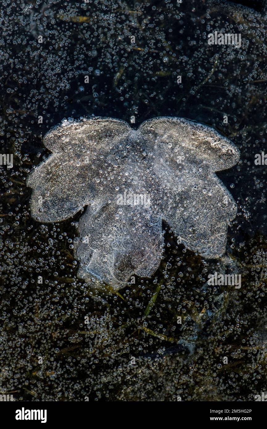 Leaf frozen in ice Stock Photo - Alamy