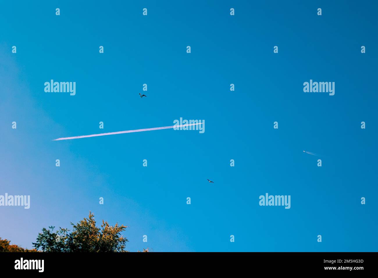 Two birds flying in the blue sky around a plane trail, contrail Stock ...