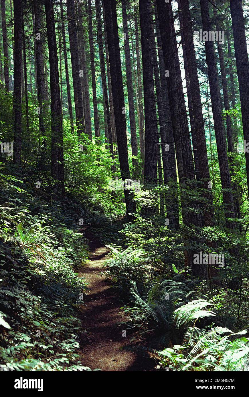 Mt. Hood Scenic Byway - Ferns and Spindly Pines. Ferns line the way to ...