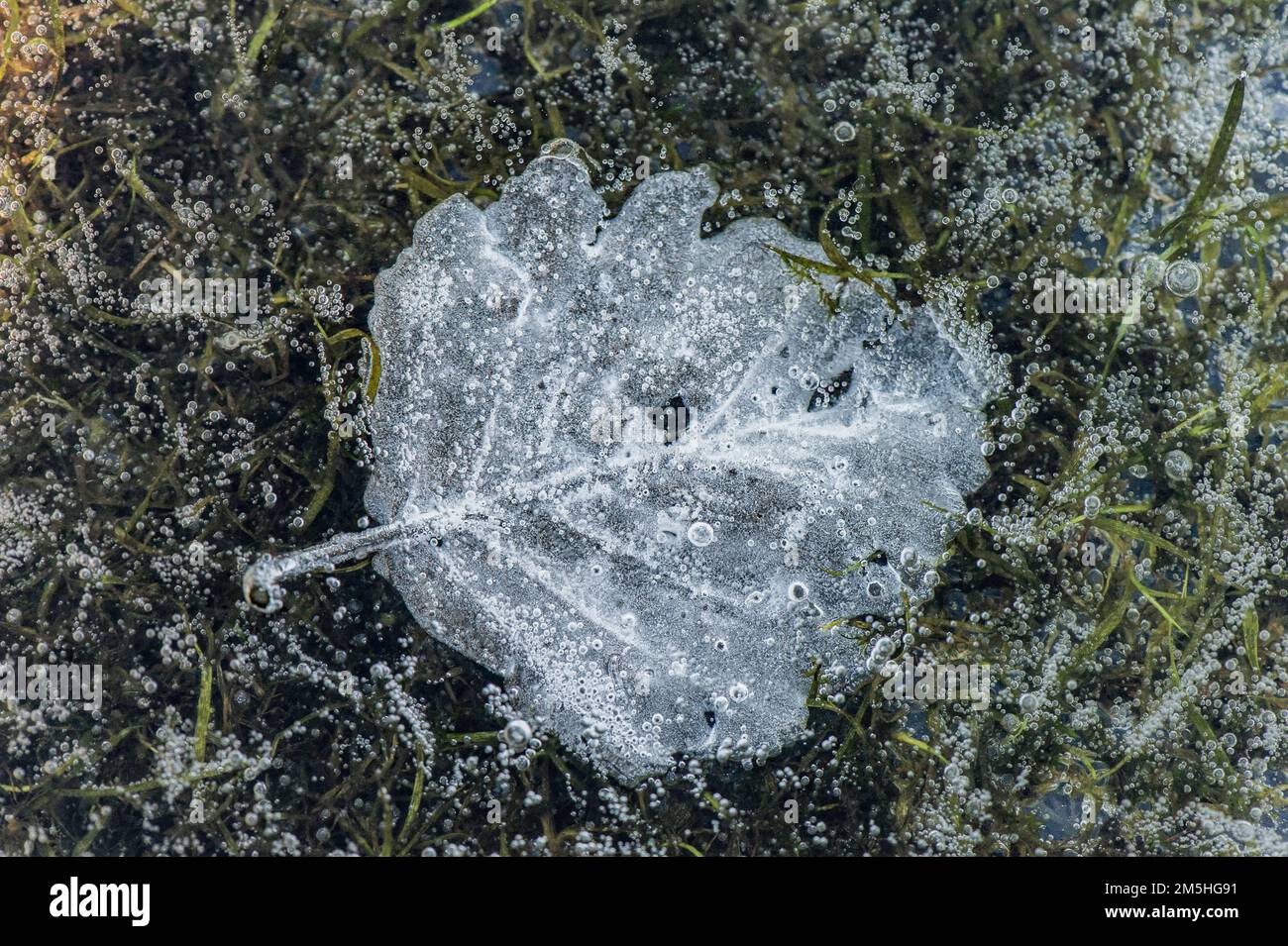 Leaf frozen in ice Stock Photo - Alamy