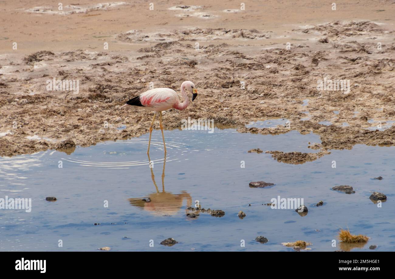 Pink wild flamingo in the wetland of Quepiaco River in the middle of ...