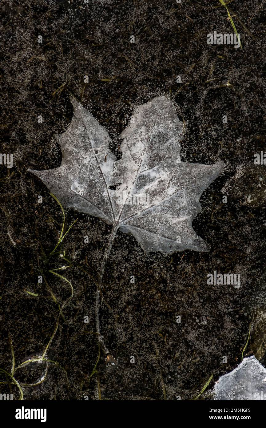 Leaf frozen in ice Stock Photo - Alamy