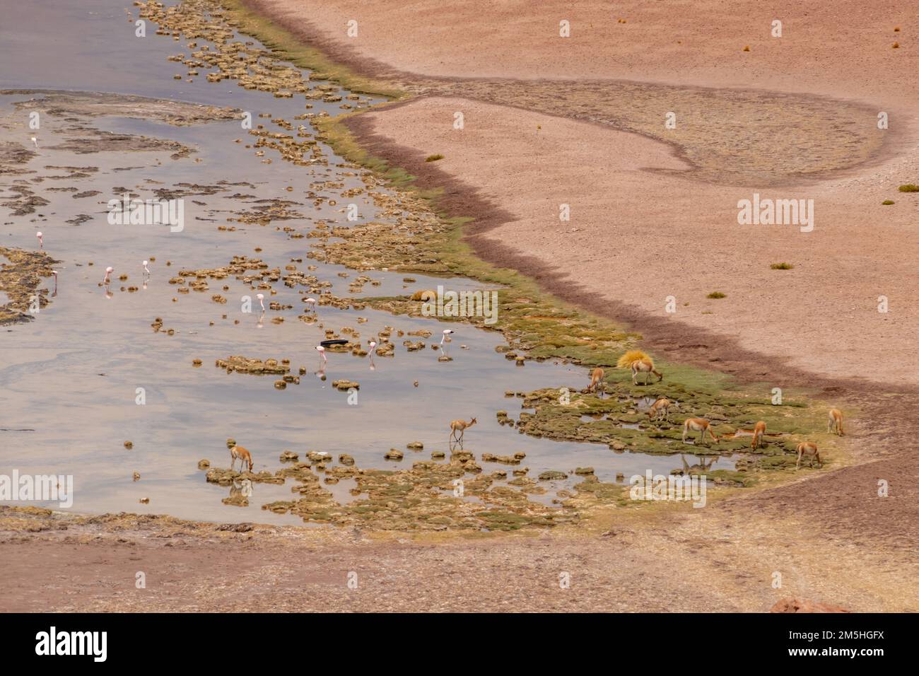 Wild vicugnas, guanacos and pink flamingos in a remote wet area of ...