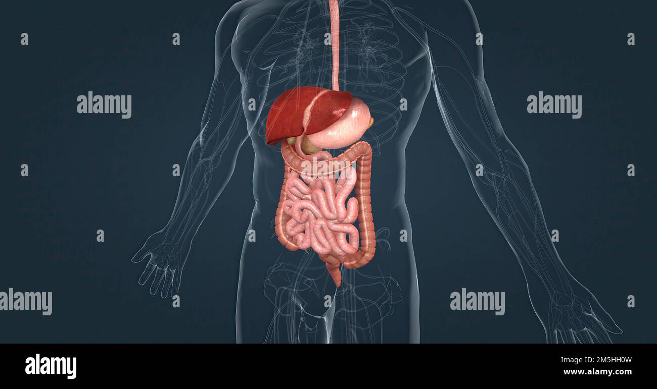 Gastrointestinal System 3d