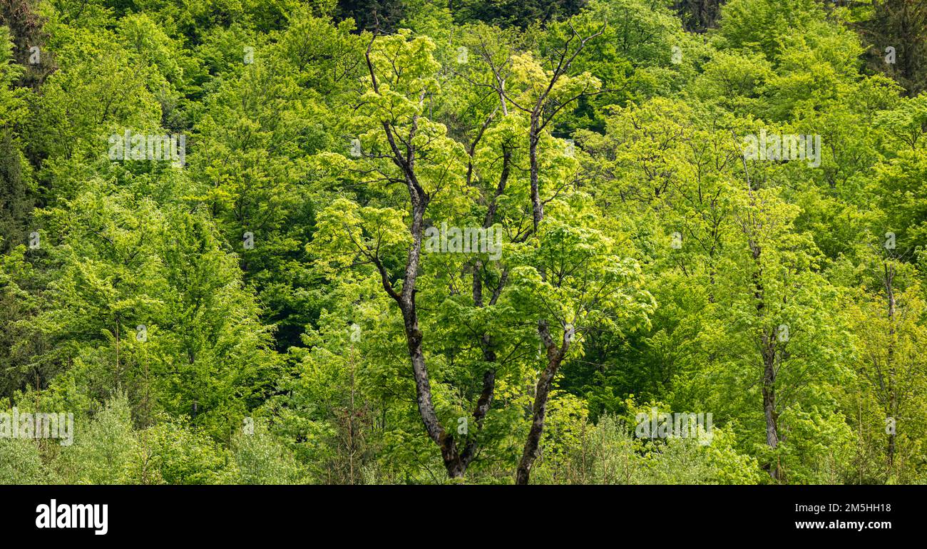 Top View Green Forest Landscape. Green forest abstract background for ...