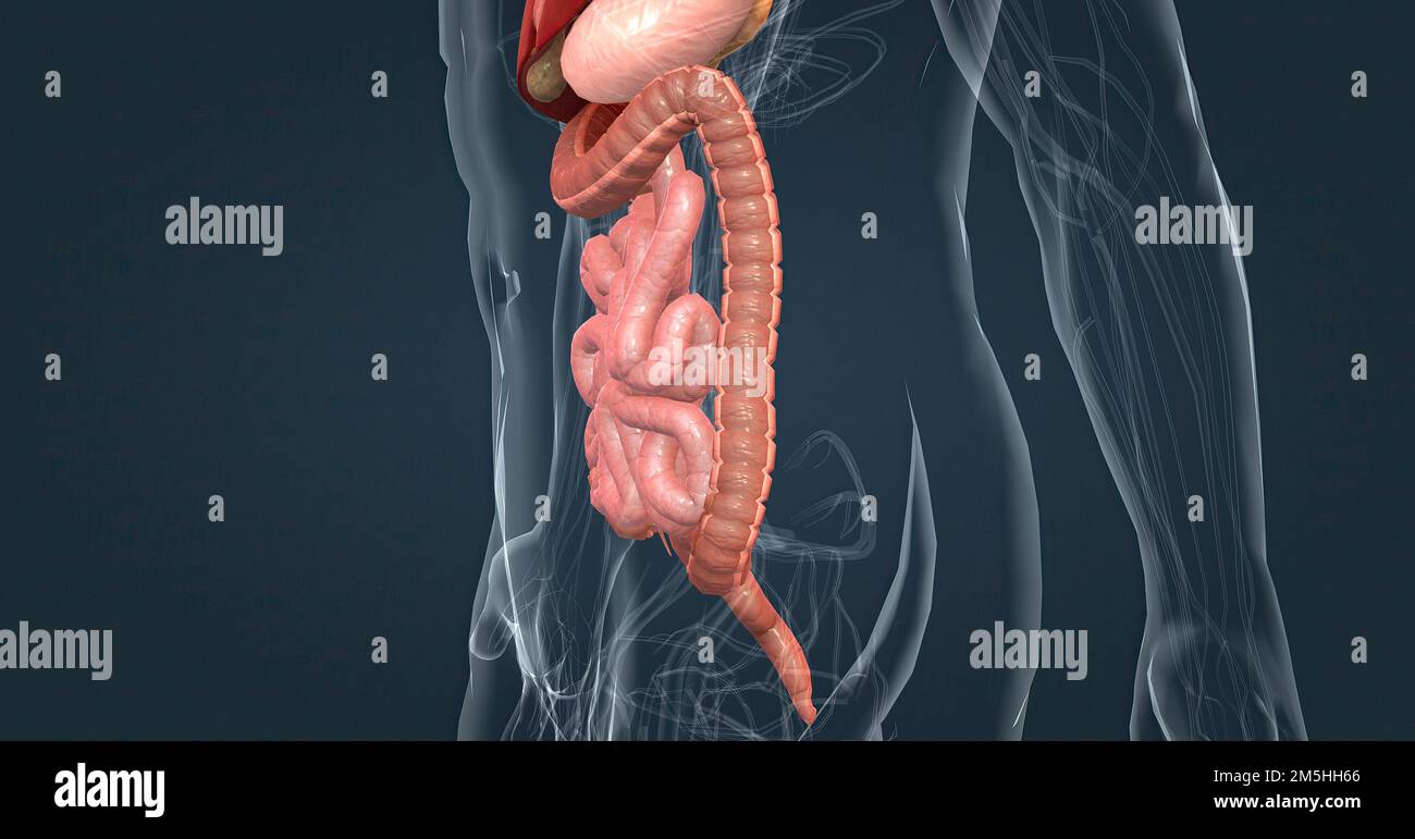The intestines are responsible for breaking down food, absorbing its ...