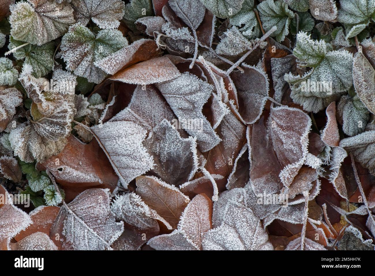 Frozen icy winter frost hi-res stock photography and images - Alamy