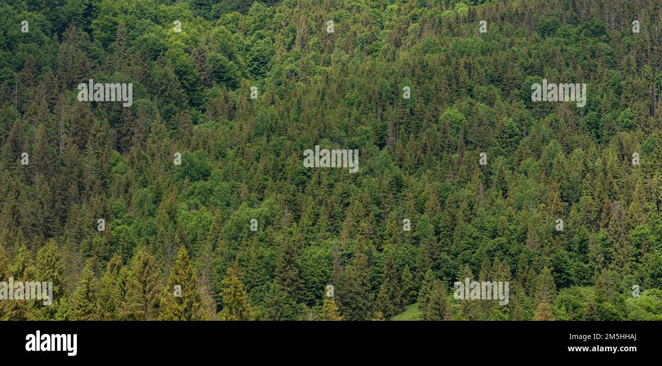 Abstract green forest. Top View Green Forest Landscape . Natural Green ...