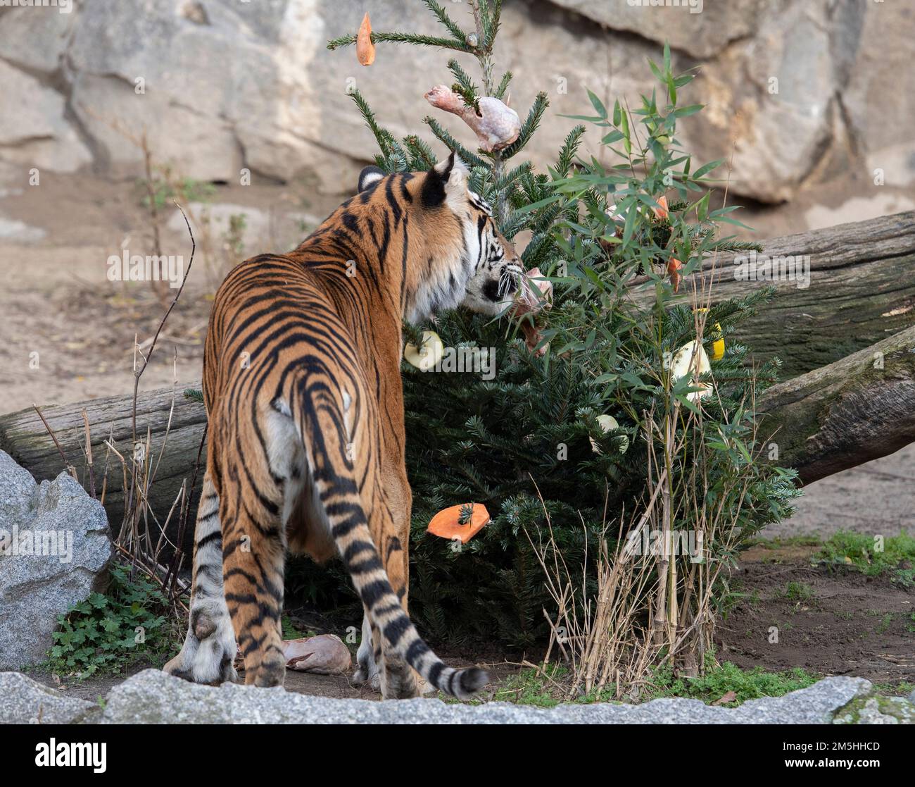 Berlin, Germany. 29th Dec, 2022. One of the two young Sumatran tigers ...