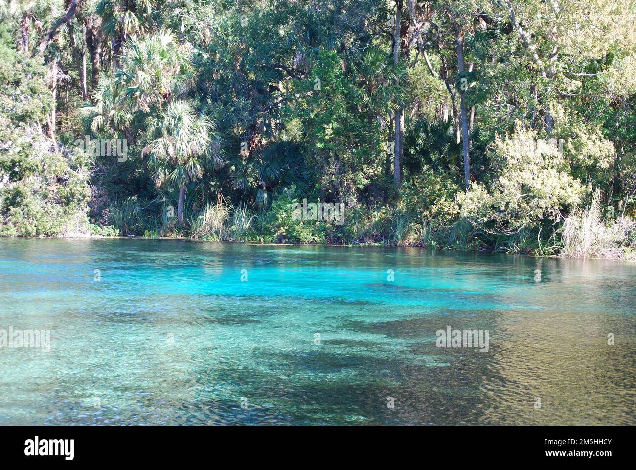 Florida Black Bear Scenic Byway - Alexander Springs, Shallows and Vent ...