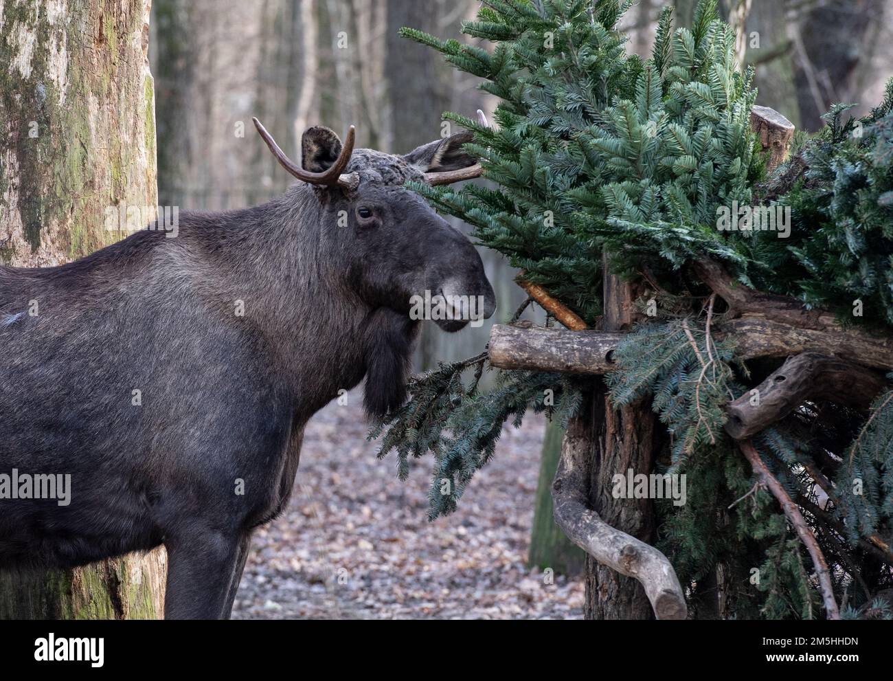 Berlin, Germany. 29th Dec, 2022. A moose examines a Christmas tree in ...