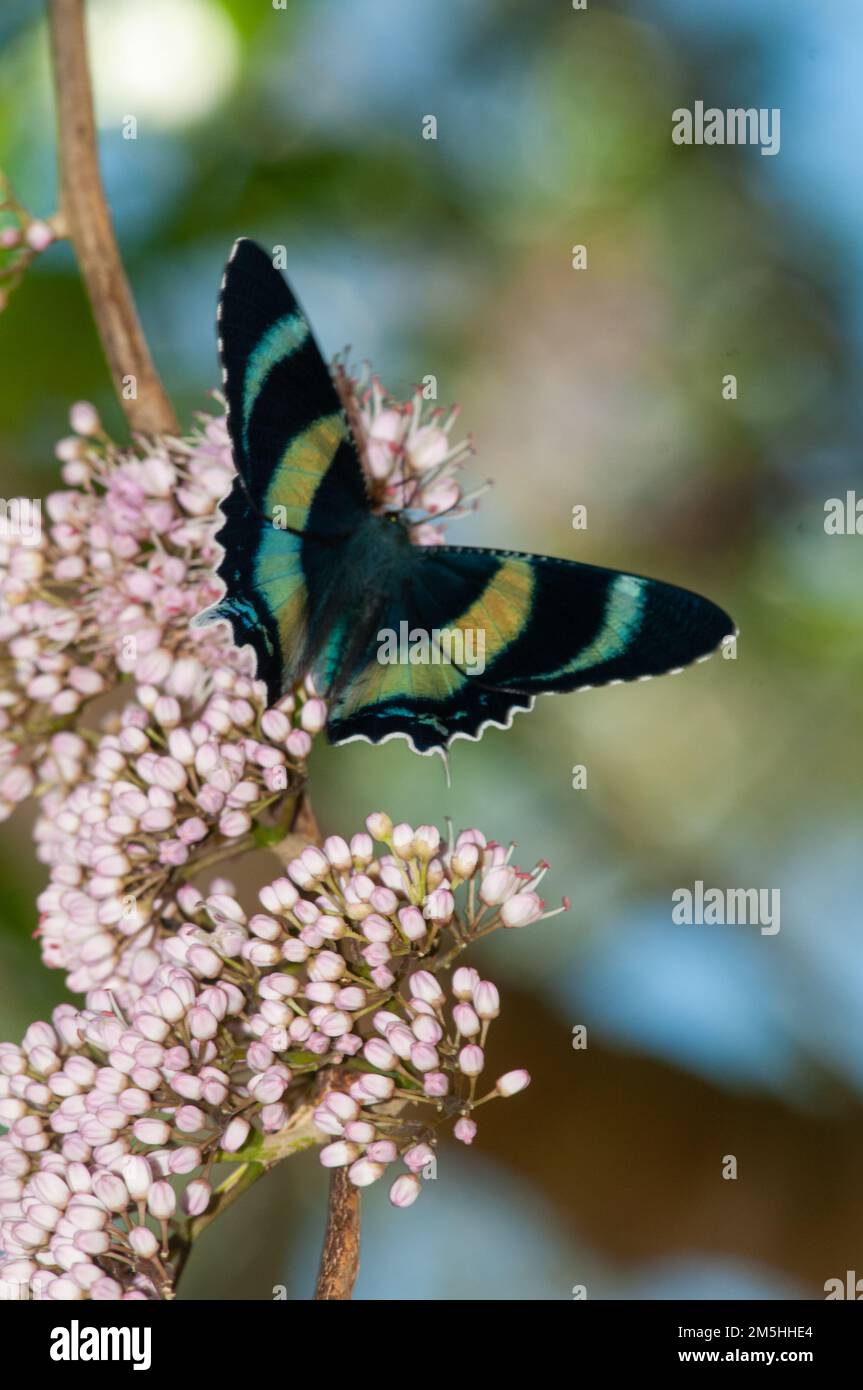 Day-flying Moth, Alcides metaurus, on Evodia Blossom Stock Photo - Alamy