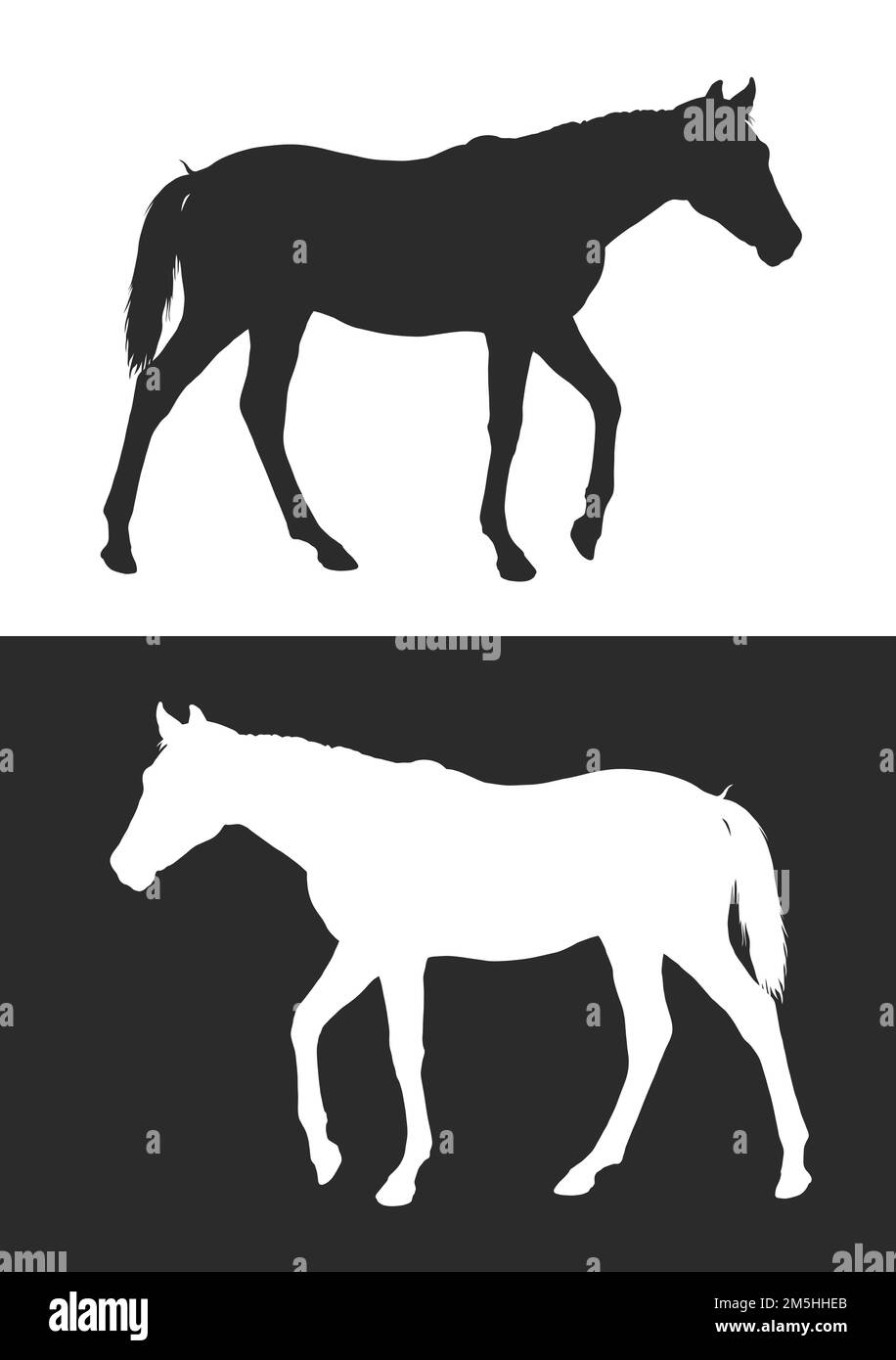 realistic silhouette young horse, vector illustration, black and white ...