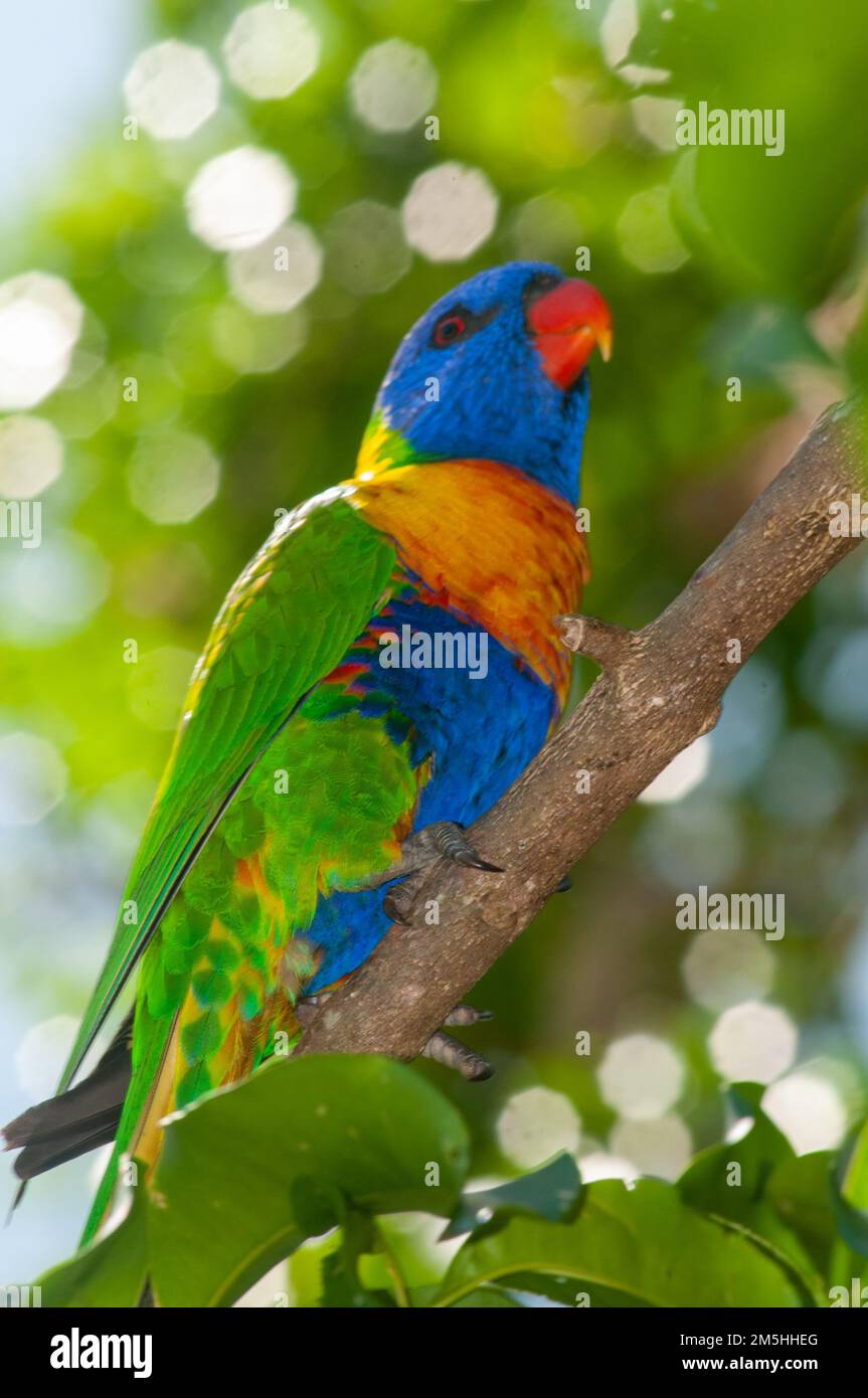 Rainbow Lorikeet Trichoglossus moluccanus in Evodia Blossoms Stock ...