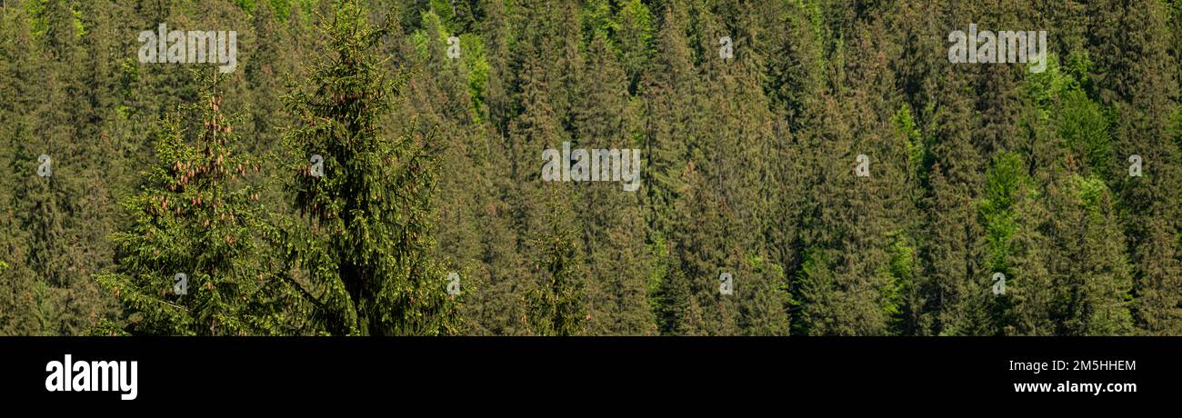 Summer landscape with green mixed forest in sunny day. Panoramic View ...