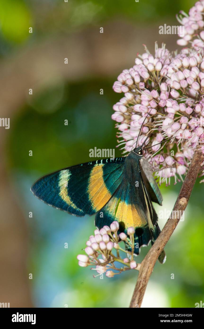 Day-flying Moth, Alcides metaurus, on Evodia Blossom Stock Photo - Alamy