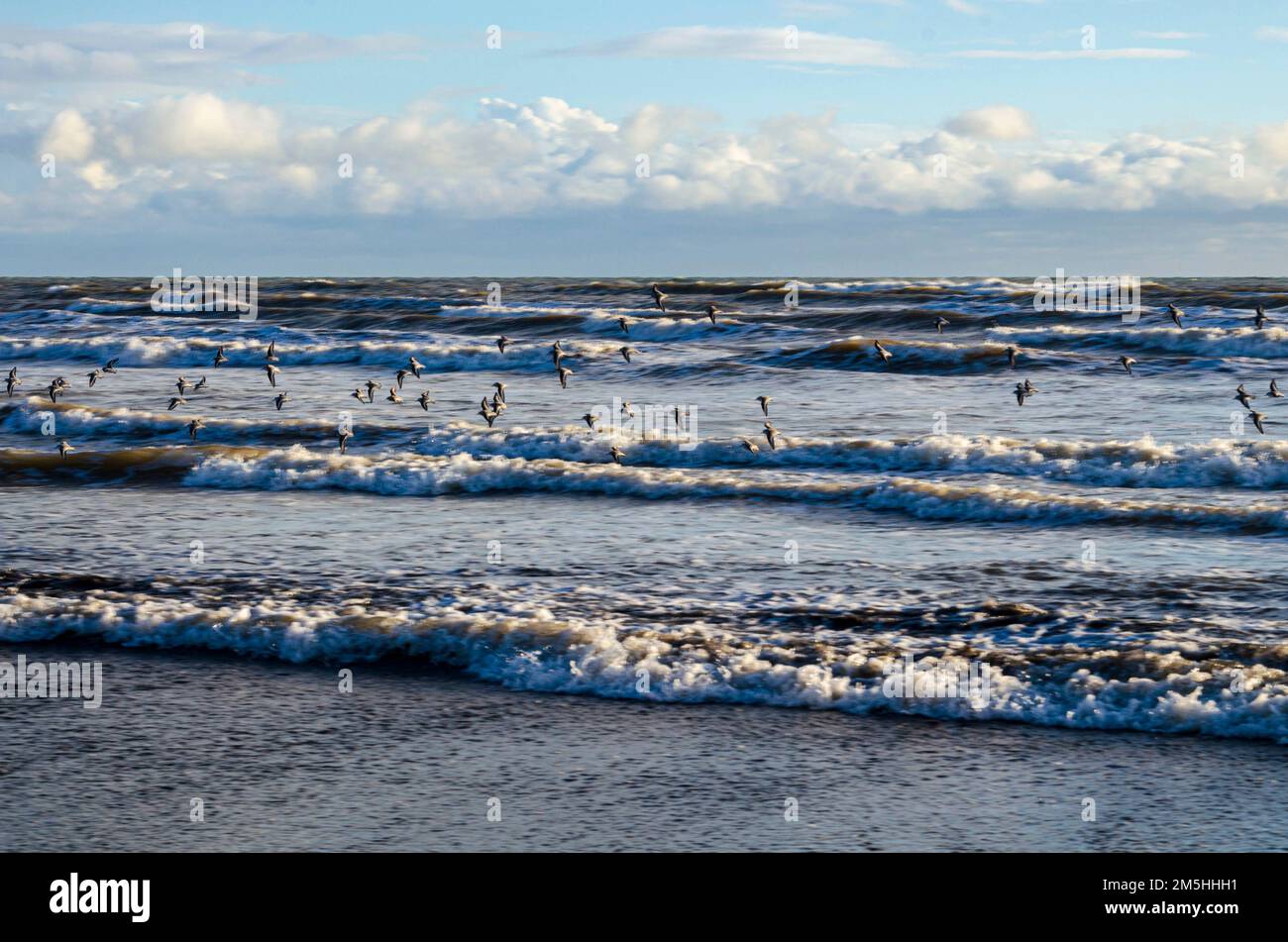 Sandpipers in flight over an incoming tide at Tyrella beach, with ...