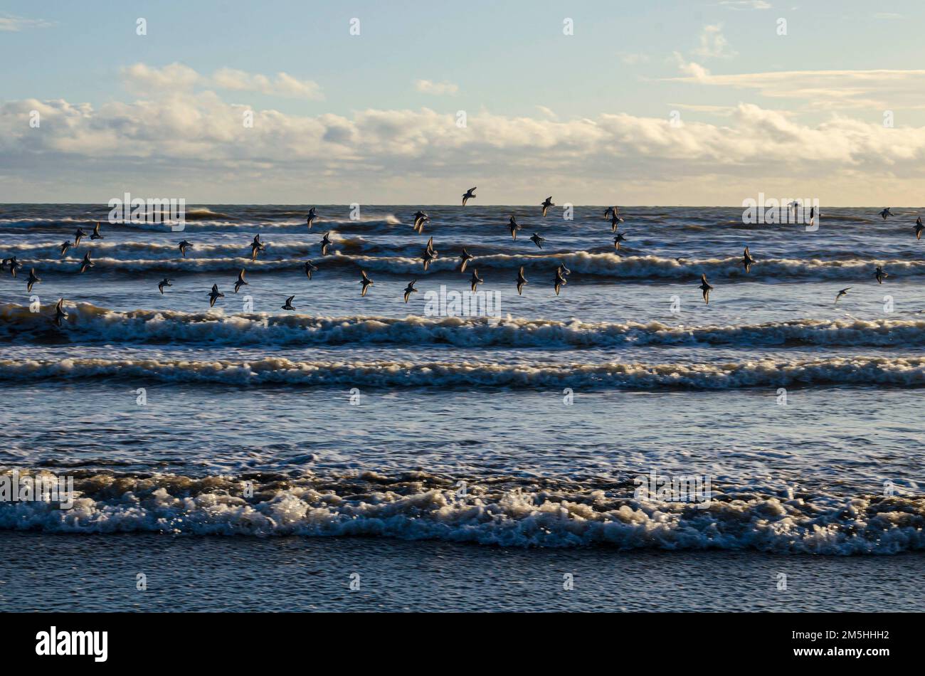Sandpipers in flight over an incoming tide at Tyrella beach, with ...